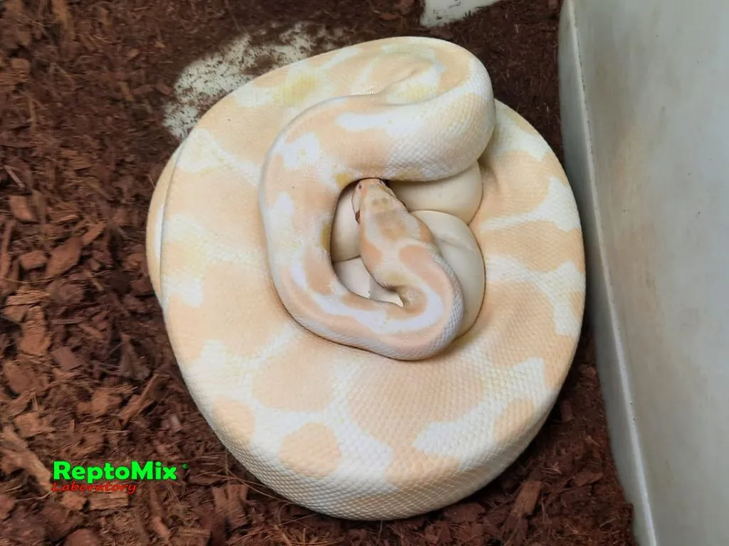 Вышли малыши Королевского питона Python regius от пары: Albino, 100% ...