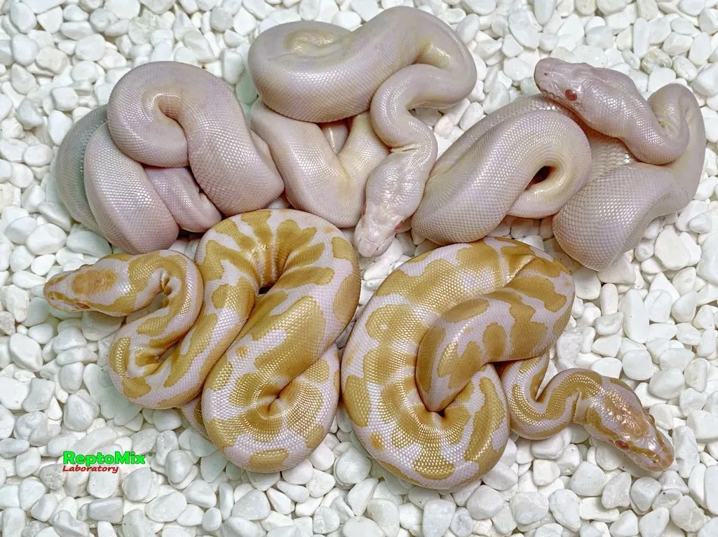 Вышли малыши Королевского питона Python regius от пары: Albino, 100% ...