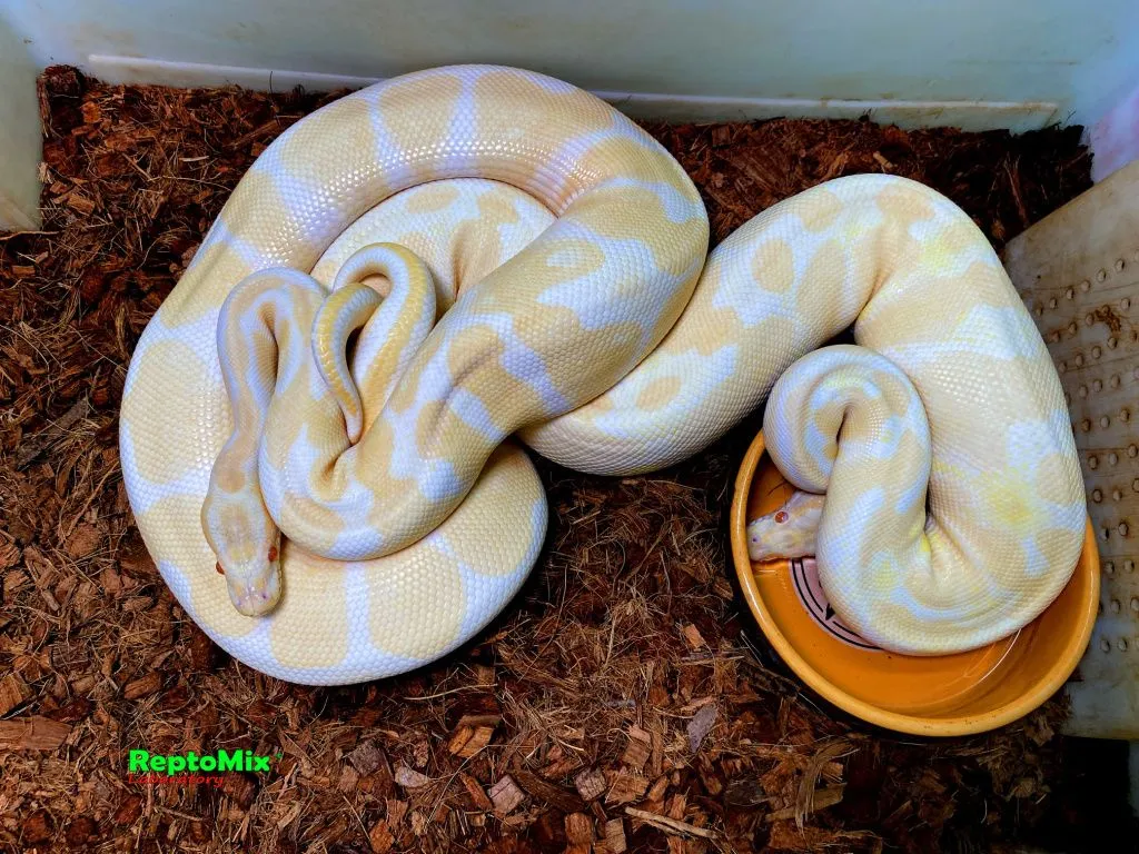 Вышли малыши Королевского питона Python regius от пары: Albino, 100% ...
